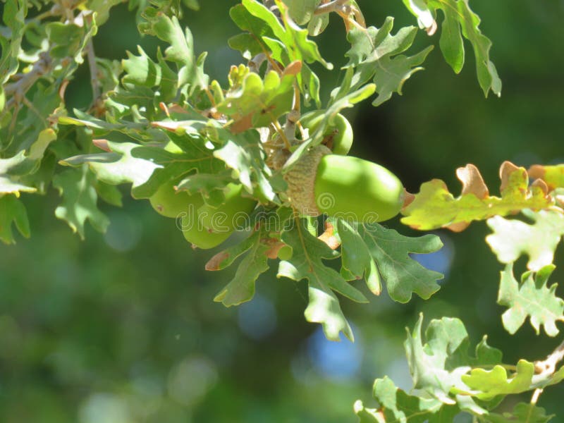 An Beautiful Acorn Staged in the Light Stock Image - Image of tree ...