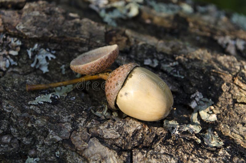 Acorn Lying on the Ground Close Up Stock Image - Image of natural ...