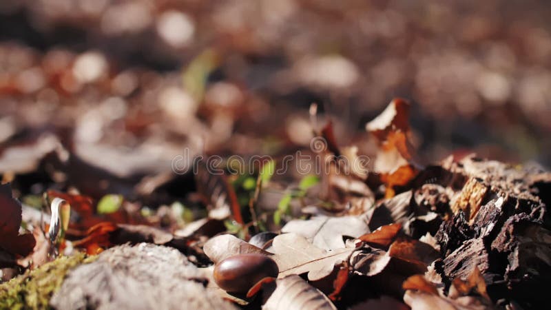 The Acorn is Lying on the Ground and the Leaves are Falling Stock ...