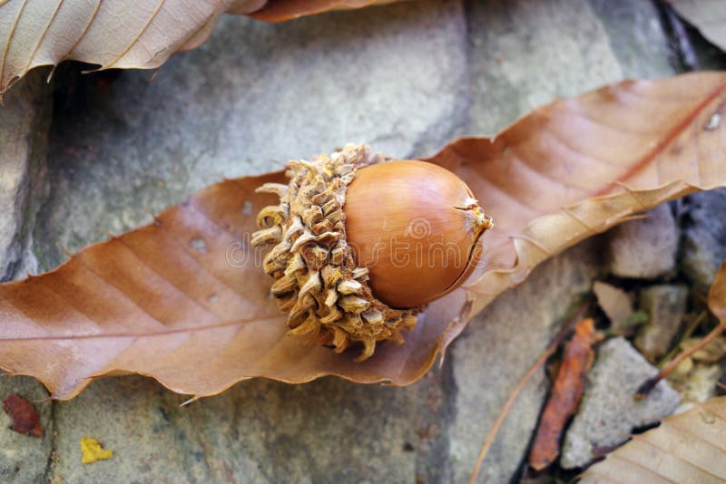 Acorn nut in autumn stock image. Image of season, stacked - 259661441