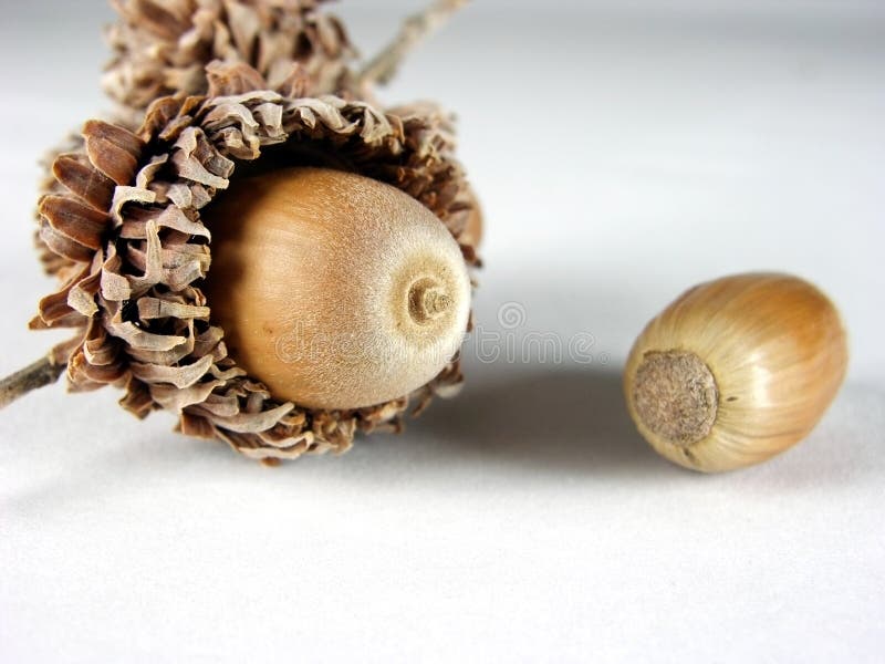 Acorn, the Nut Fruit of the Oak Quercus Stock Photo - Image of acorn ...