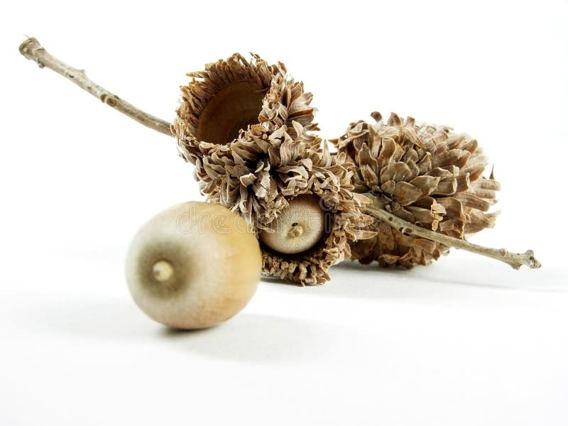 Acorn, the Nut Fruit of the Oak Quercus Stock Image - Image of crop ...