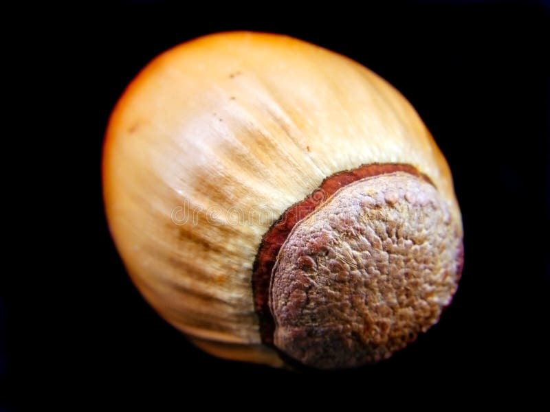 Acorn, the Nut Fruit of the Oak Quercus Stock Photo - Image of tree ...