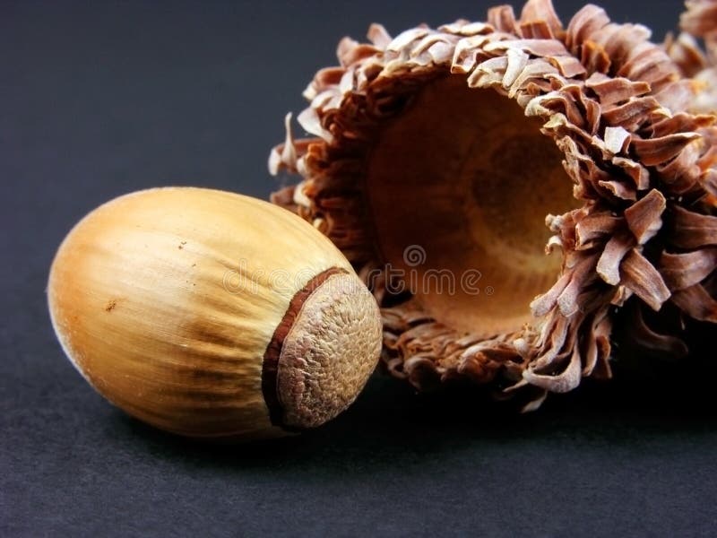 Acorn, the Nut Fruit of the Oak Quercus Stock Photo - Image of macro ...