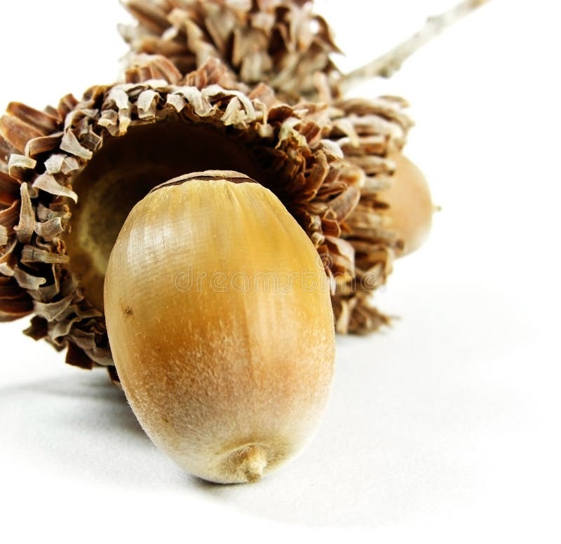 Acorn, the Nut Fruit of the Oak Quercus Stock Image - Image of crop ...