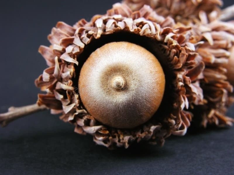 Acorn, the Nut Fruit of the Oak Quercus Stock Photo - Image of life ...