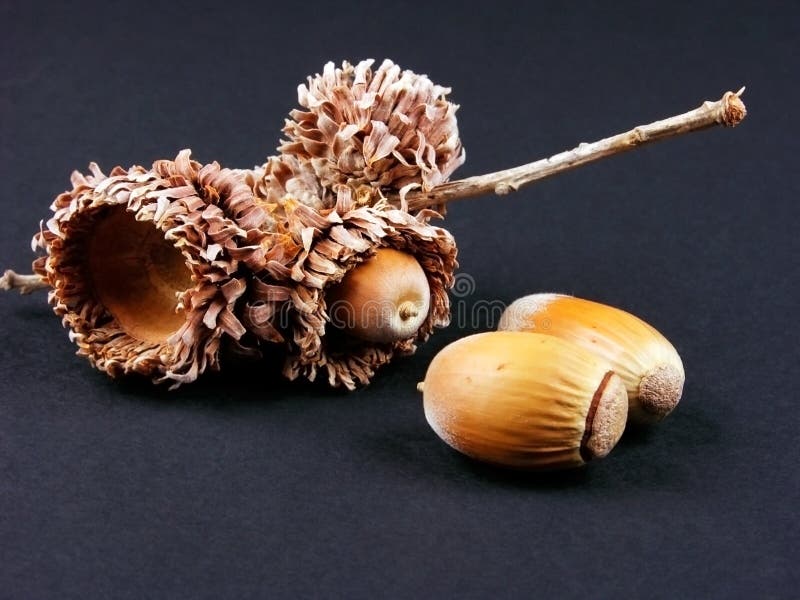 Acorn, the Nut Fruit of the Oak Quercus Stock Image - Image of close ...