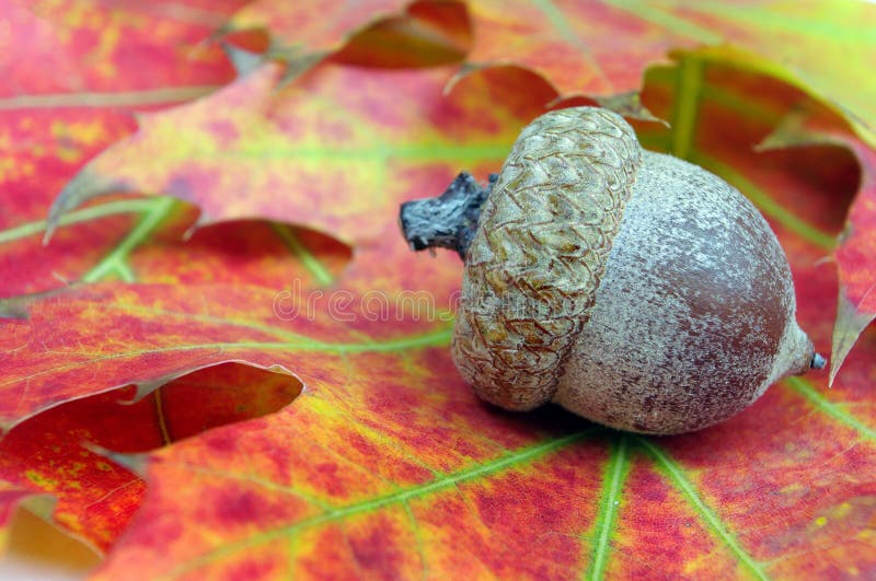 Acorn in forest moss stock photo. Image of lying, forest - 127883632