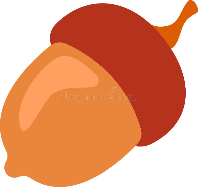 Acorn Oak Fruit stock vector. Illustration of isolated - 287514973