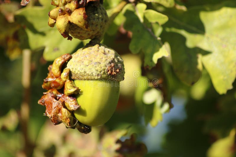 Acorn Gall Wasp, Andricus Quercuscalicis, on Acorn of a Pedunculate Oak ...