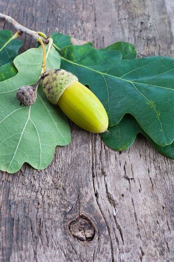 Acorn and Oak Leaf Closeup with Textures Stock Photo - Image of harvest ...
