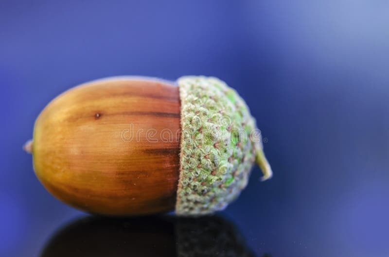 Acorn Oak Nut stock photo. Image of cute, food, winter - 34185842