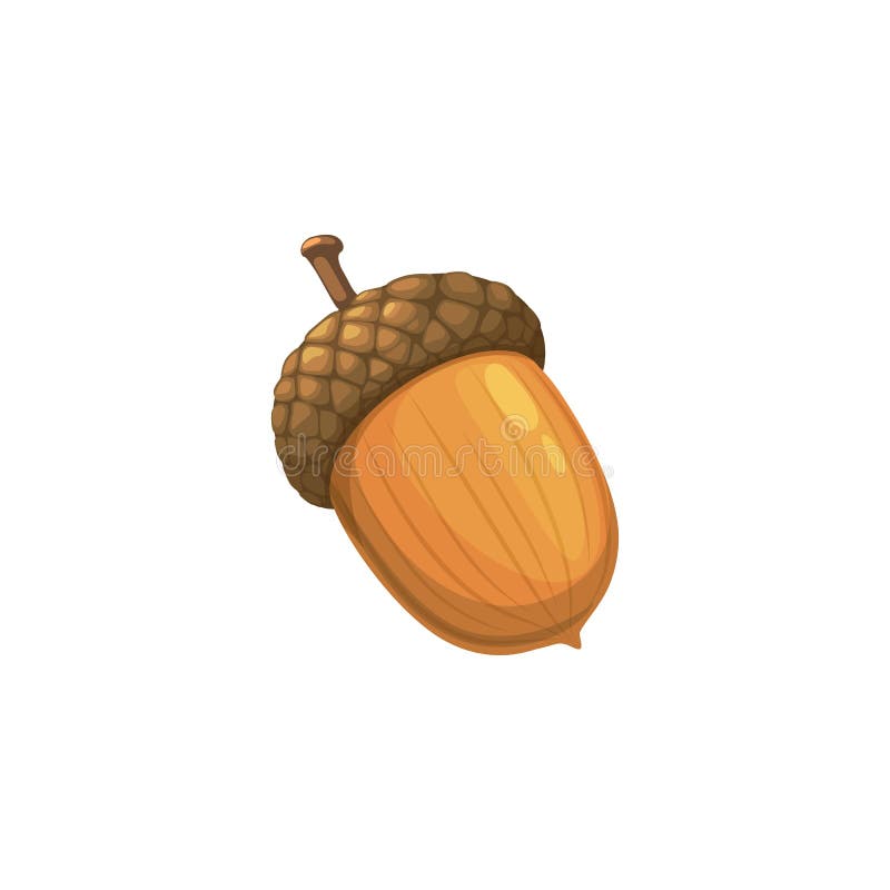Nut of Acorn or Oak Tree Isolated Realistic Seed Stock Vector ... Nut of Acorn or Oak Tree Isolated Realistic Seed Stock Vector ...