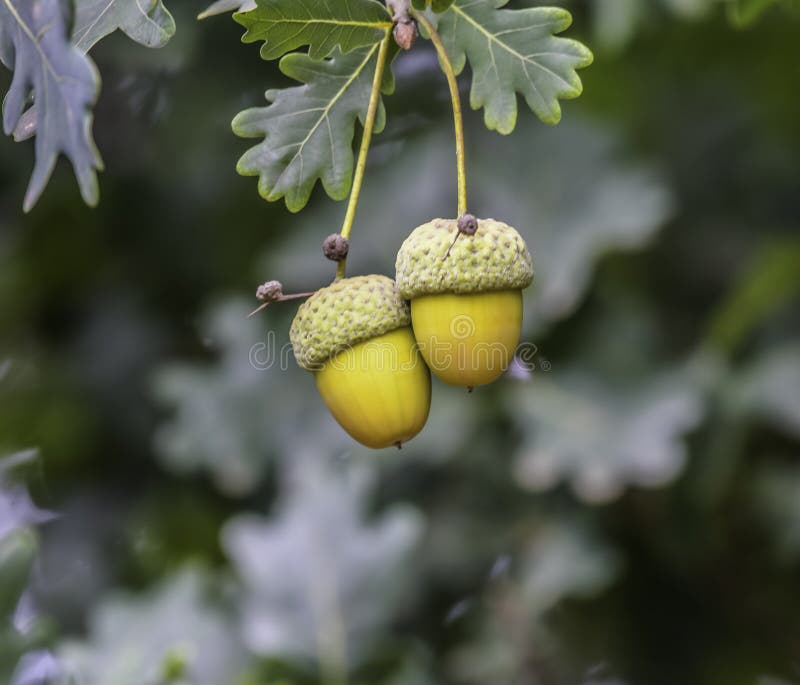 Acorn on an Oak Tree with Leaves and Fruit with Bokeh Stock Photo ...