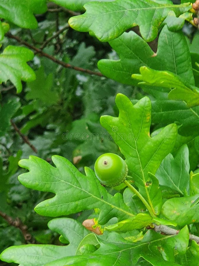 Acorn Oak Tree Spring Green Stock Image - Image of green, acorn: 384397469