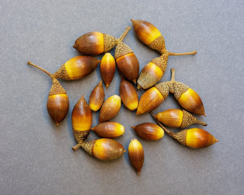 Acorn or Oaknut with Cupule and Stems Stock Image - Image of organic ...