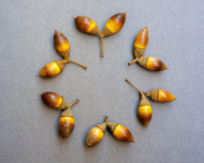 Acorn or Oaknut with Cupule and Stems Stock Image - Image of bright ...