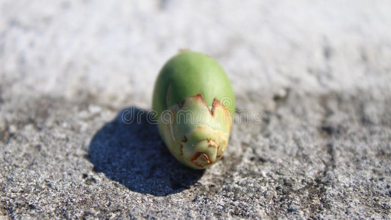The acorn of the palm tree stock photo. Image of wildlife - 192888358