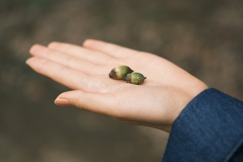 The acorn of the palm tree stock photo. Image of wildlife - 192888358