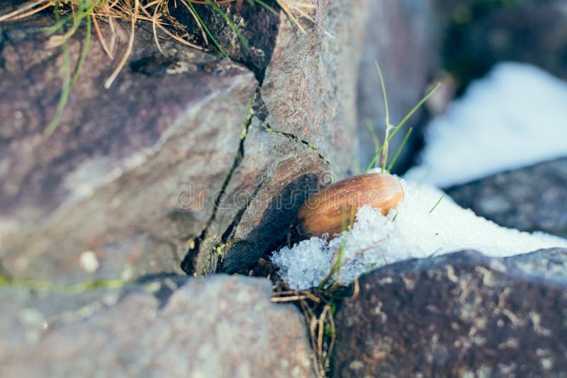 Acorn on a rock stock image. Image of closeup, season - 64410995