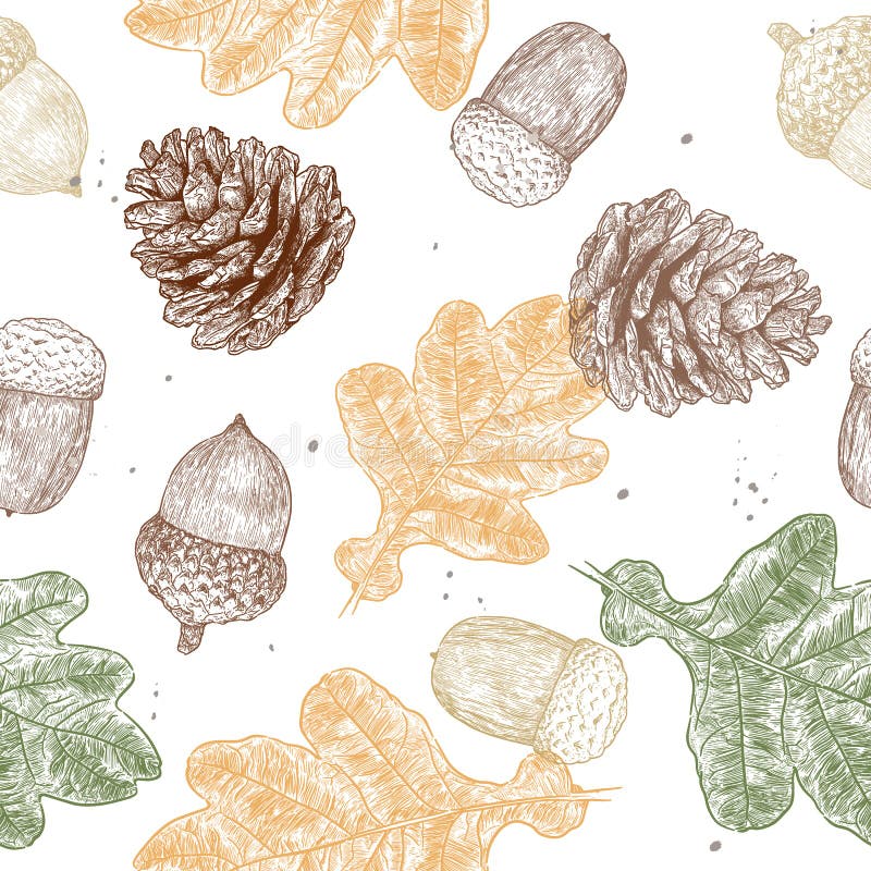 Set of Acorn, Hand Draw Vector Stock Vector - Illustration of botany ...