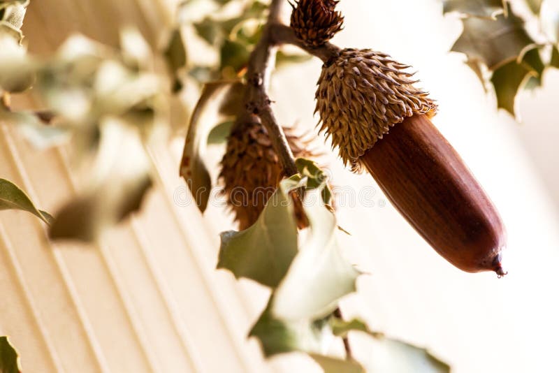 Acorn Tree Inside Stock Photos - Free & Royalty-Free Stock Photos from ...