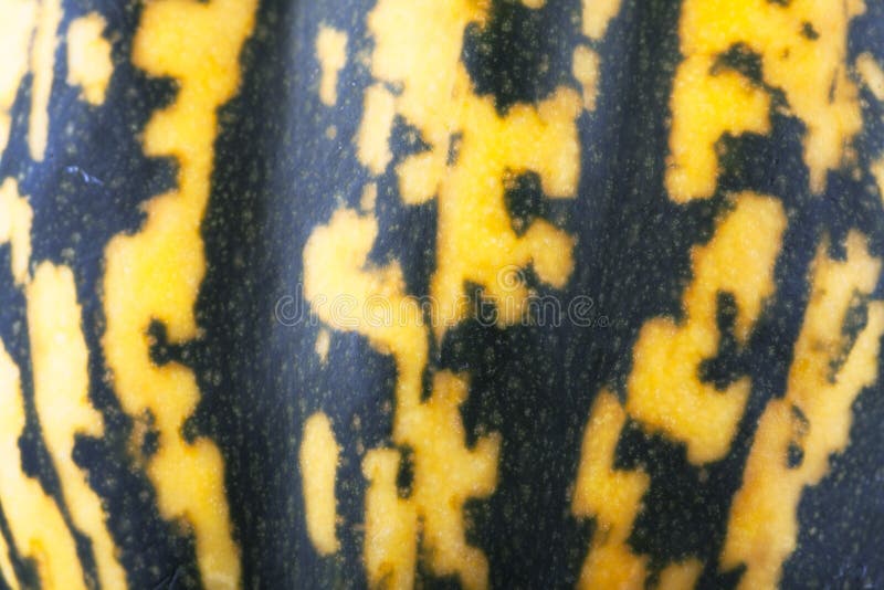 Acorn Squash Texture stock image. Image of stripped, closeup - 28471677