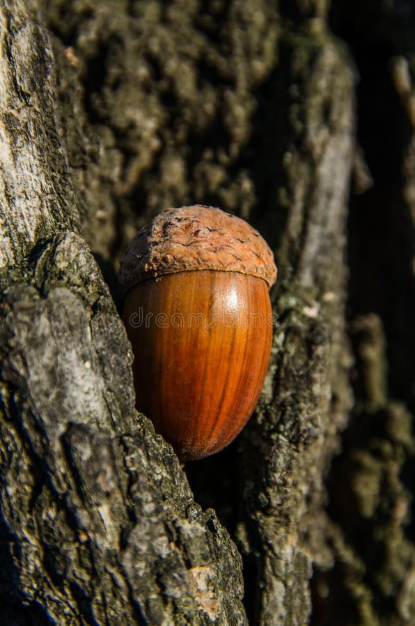 Acorn to oak bark stock photo. Image of flora, macro - 68439250