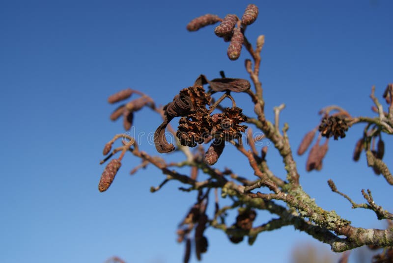 Acorn tree stock image. Image of winter, acorn, abundance - 52620917
