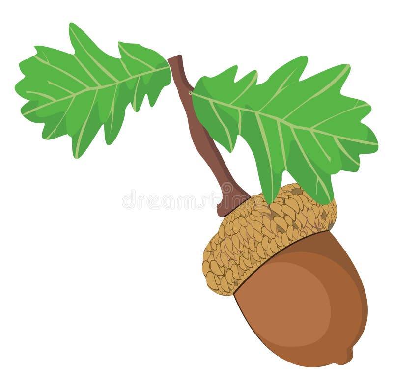 Acorn on a tree, icon stock vector. Illustration of seasonal - 261374181