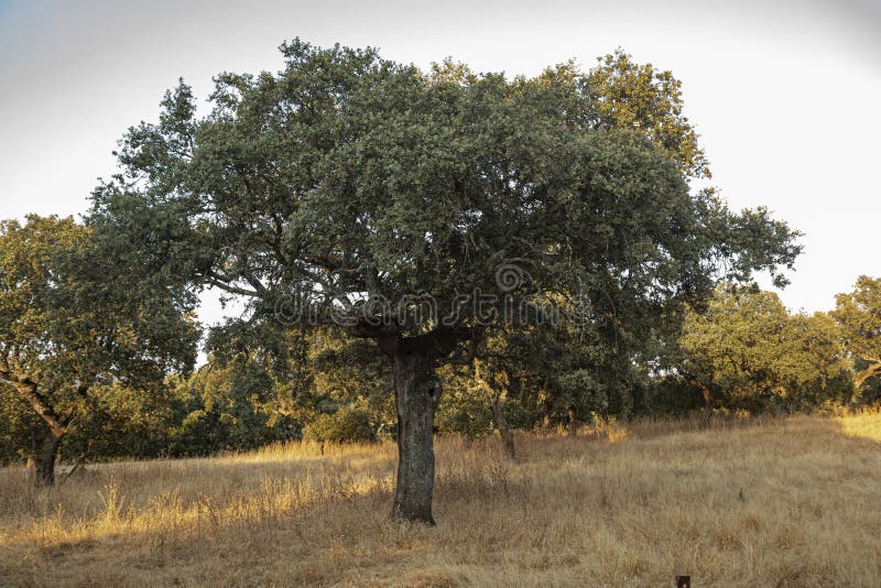 Acorn Trees in Andalusia Spain Stock Photo - Image of forest, brown ...