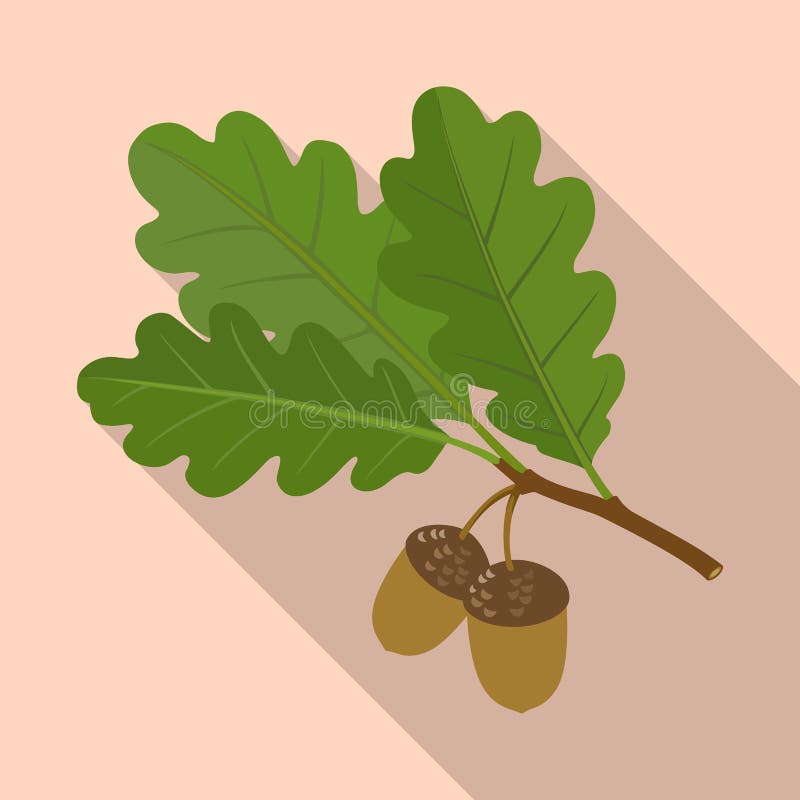 Acorn Vector Icon.Flat Vector Icon Isolated on White Background Acorn ...