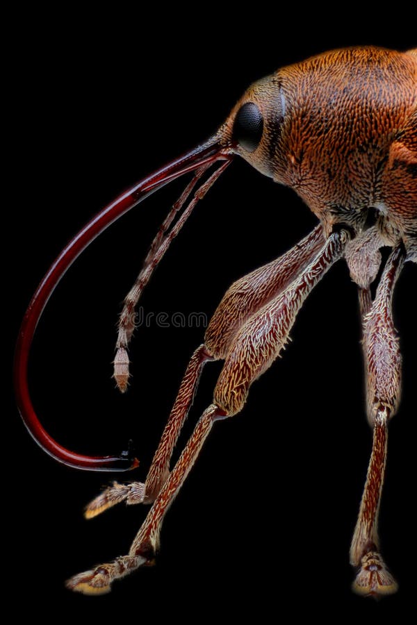 Acorn Weevil (Curculio Glandium) Stock Photo - Image of golden ...