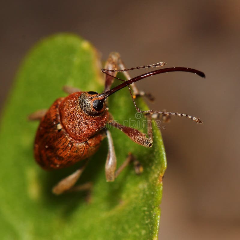 Acorn Weevil (Curculio Glandium) Stock Photo - Image of wildlife, acorn ...