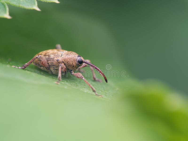 Acorn Weevil - Curculio Glandium Stock Photo - Image of acorn, wildlife ...