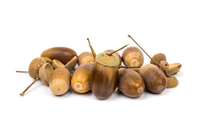 Acorns stock photo. Image of pile, autumn, stack, food - 60407116
