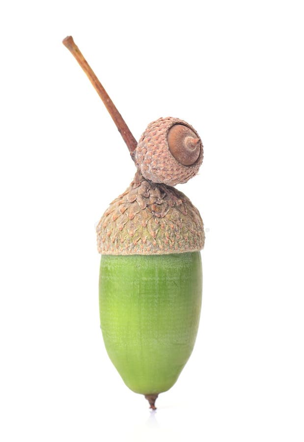 Acorn white isolated stock image. Image of green, fruit - 71917581