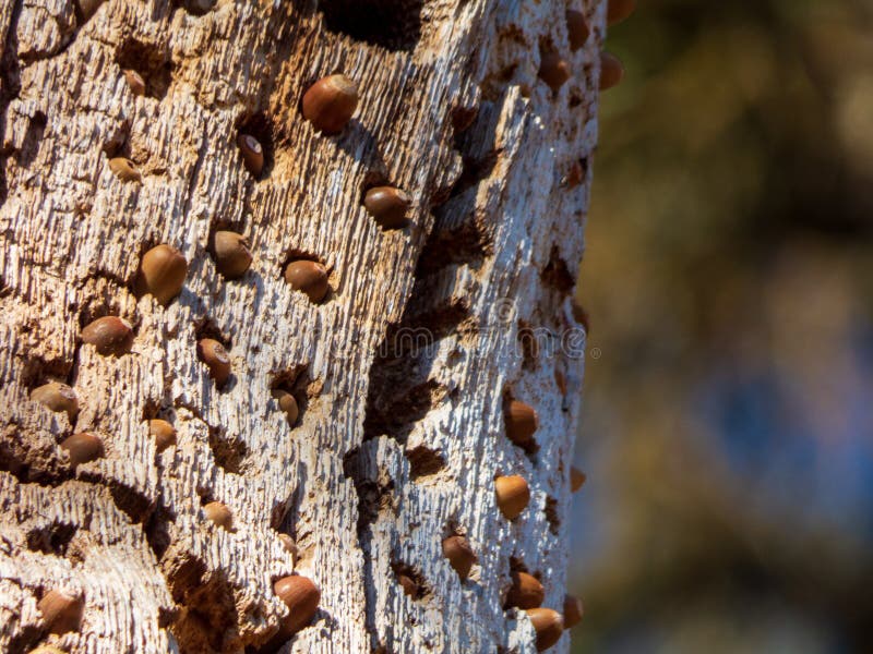 Acorn Woodpecker Acorn Granary Stash in Dead Tree Stock Photo - Image ...