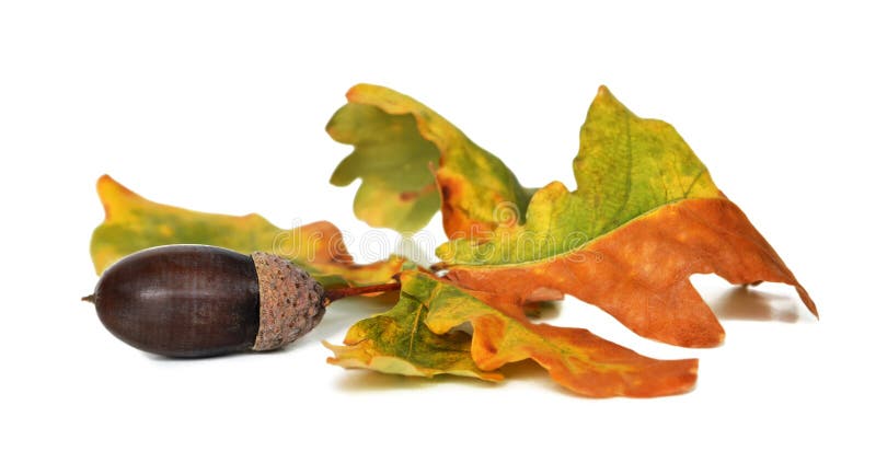 Acorn with Yellow Leaves Isolated on White Stock Image - Image of ...