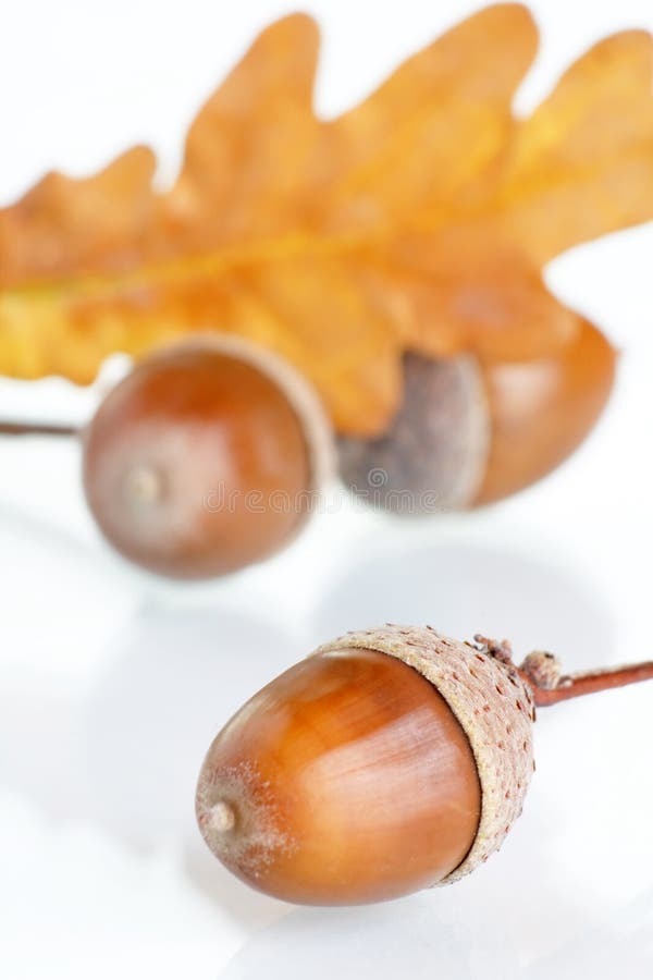 Acorns stock image. Image of november, autumn, shell - 10813883