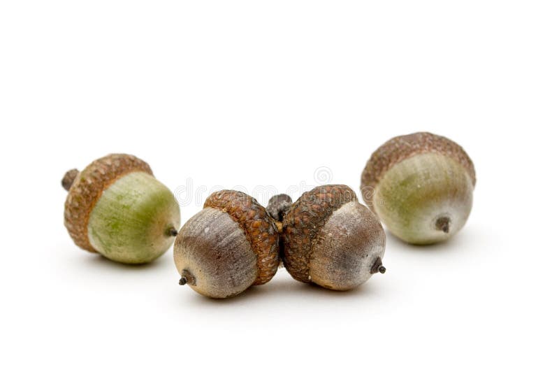 Acorn stock image. Image of isolated, nuts, acorns, stack - 52547