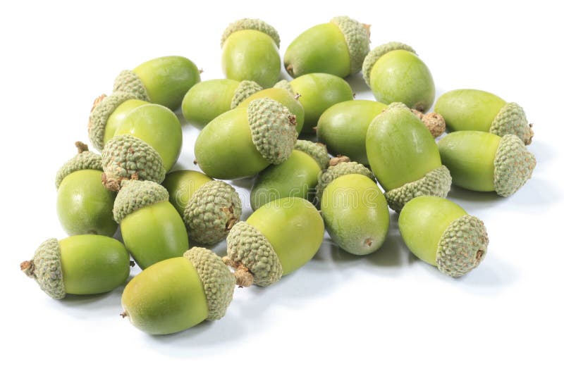 Acorns stock image. Image of season, biology, tree, nature - 10911835