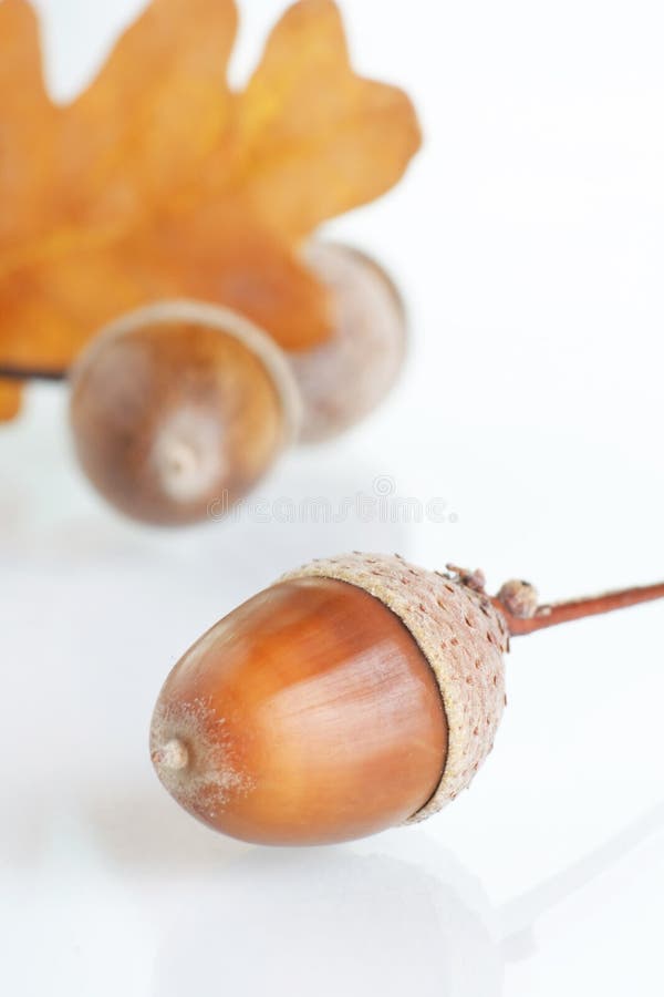 Acorns stock image. Image of background, color, leaf - 10923093