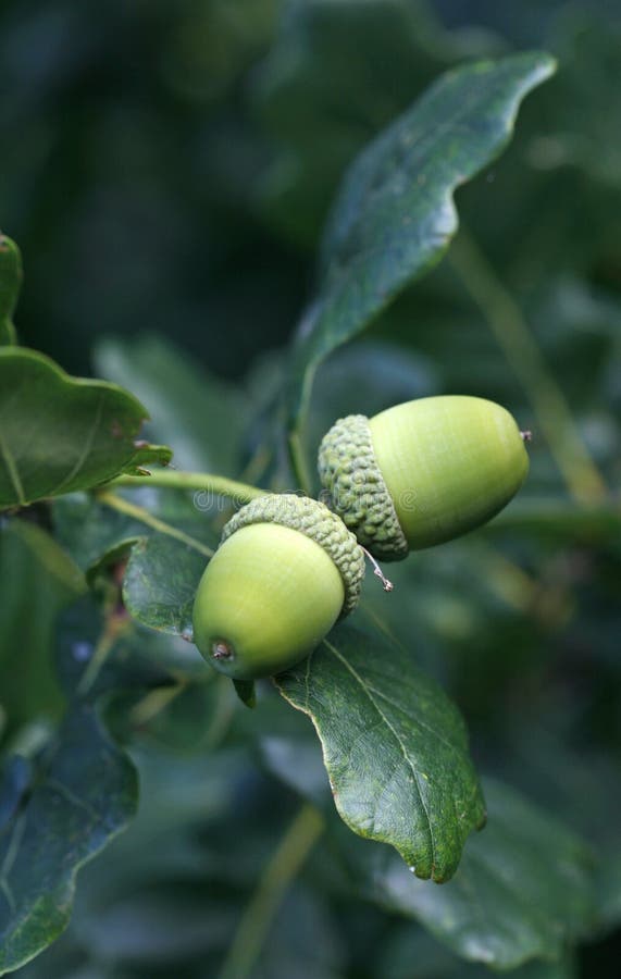 Acorns stock photo. Image of september, green, acorn - 11026734
