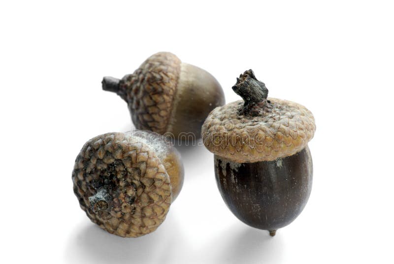 Acorns Diversity Collection Stock Image - Image of nature, repertory ...