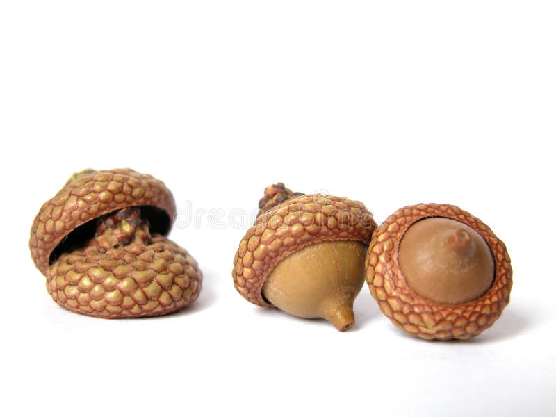 Acorns stock image. Image of acorns, forest, autumn, trees - 123149