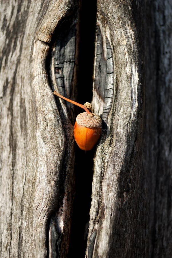 Acorns stock photo. Image of background, woodland, wildlife - 12866988