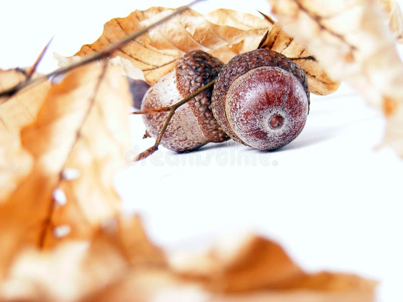 Cracked Brown Acorn on Dry Needles on a Sunny Day Stock Image - Image ...