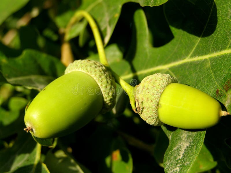Acorns stock photo. Image of leaf, abstract, color, dark - 15703758