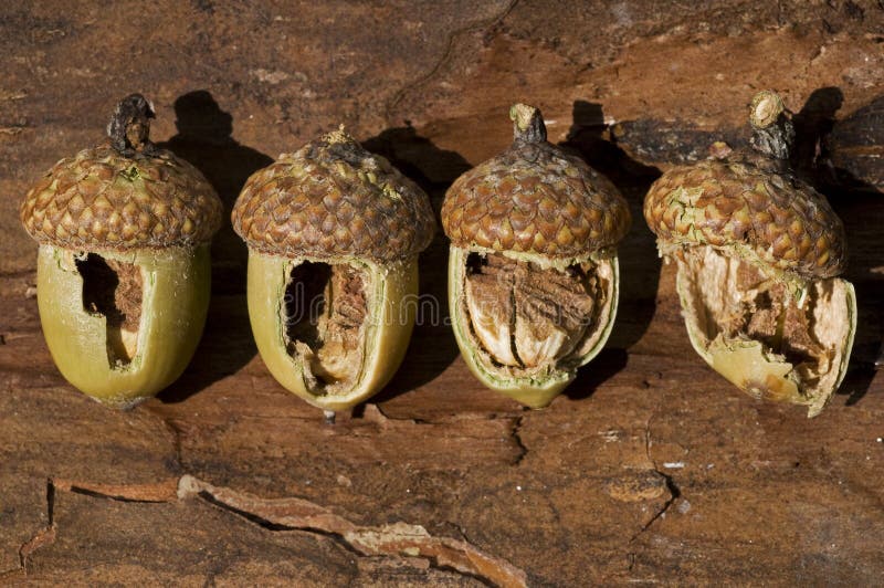 Acorns stock image. Image of beechnut, nuts, four, eaten - 16045843